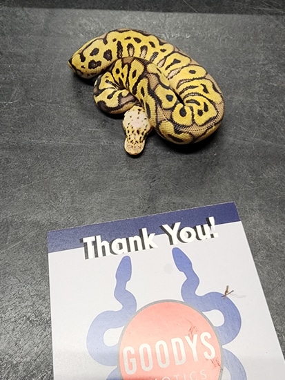 Pastel Spotnose Clown Ball Python by Goodys Exotics