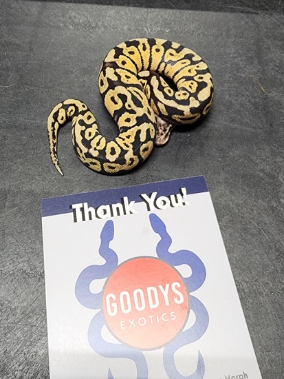 Pastel Spotnose Het Clown Ball Python by Goodys Exotics