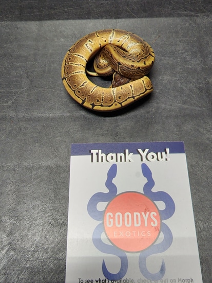 Pinstripe Het Clown Ball Python by Goodys Exotics