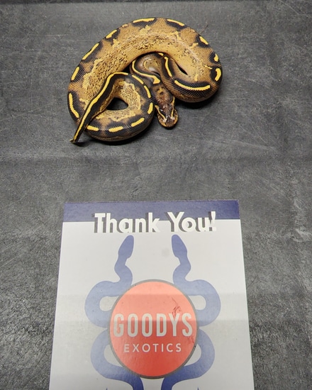 Freeway Het Hypo Poss Phantom Ball Python by Goodys Exotics
