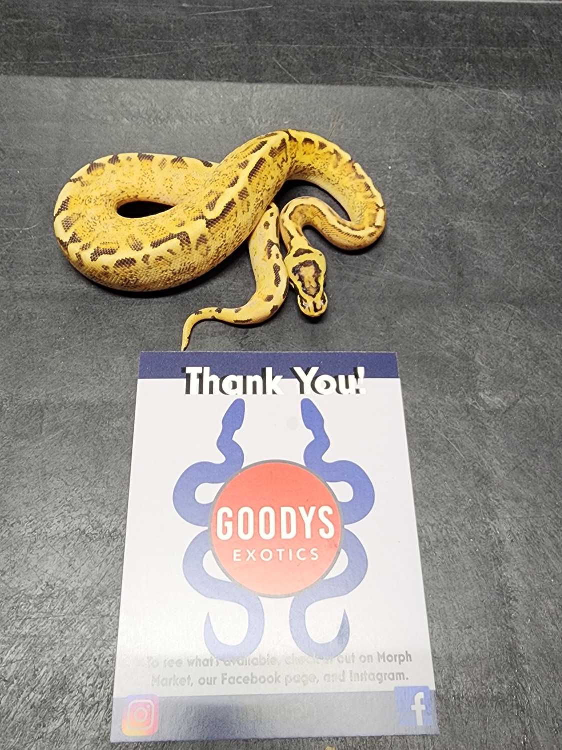 Enchi Spider Freeway Het Hypo Ball Python by Goodys Exotics - MorphMarket