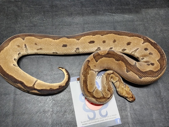 Blade Clown Poss Super Blade Clown Ball Python by Goodys Exotics
