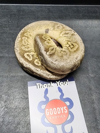 Black Sterling YB Pos Calico Ball Python by Goodys Exotics