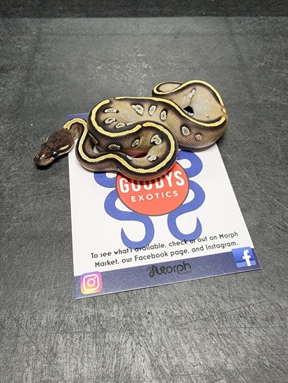 Blackhead Mojave Ringer Gene Het Pied. Poss Trick And Red Gene Ph Hypo Ball Python by Goodys Exotics
