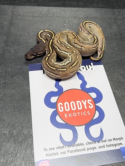 Blackhead Mojave Trick Red Gene Ringer Gene Ringer Gene Het Pied Ph ...