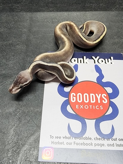 Black Head Mojave GHI Het Hypo Poss Red Gene Ringer Gen Pastel Ball ...