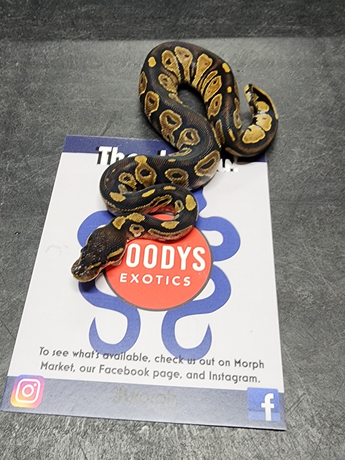 Black Head Red Gene Het Hypo Ball Python by Goodys Exotics - MorphMarket