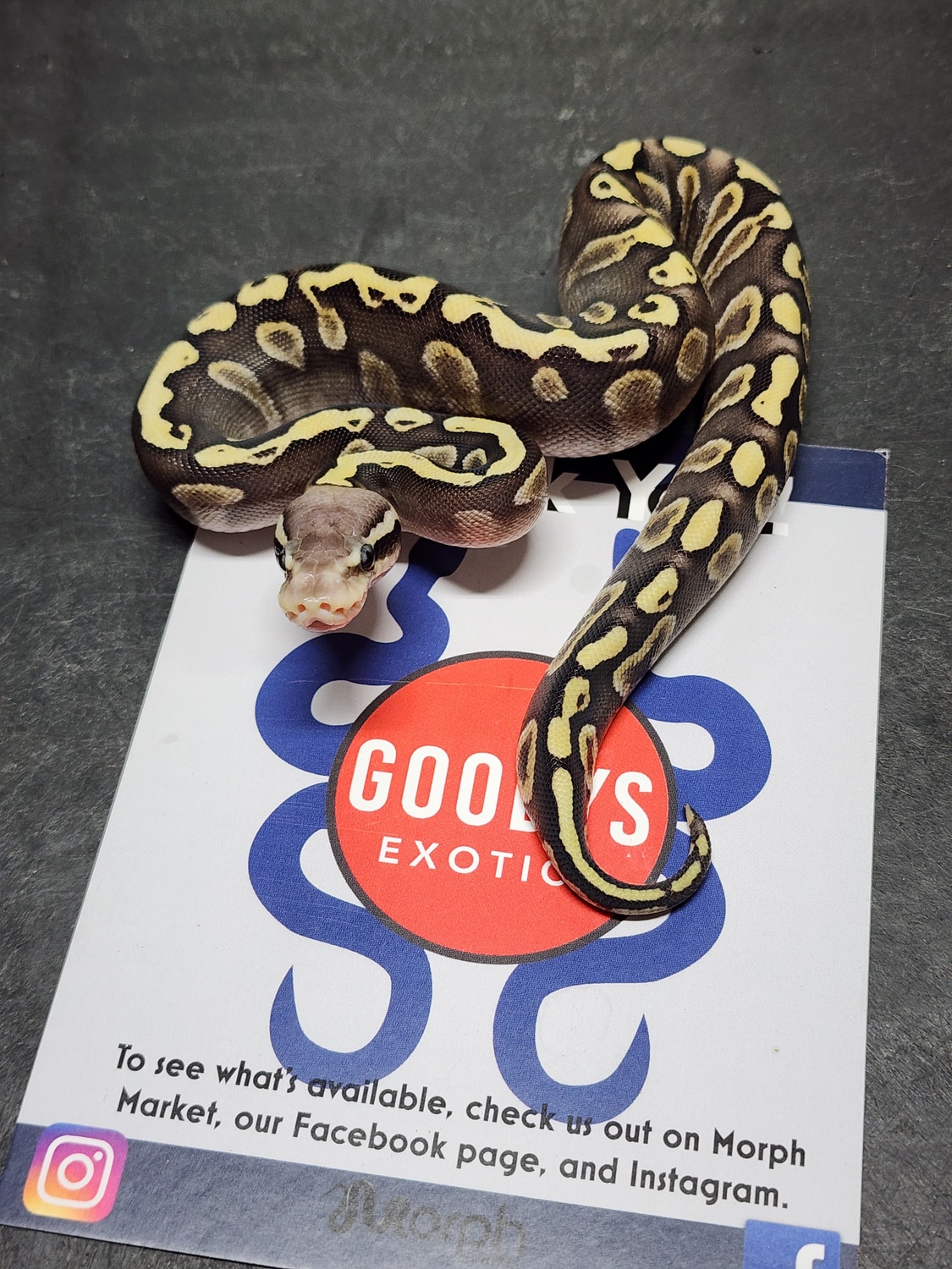 Pastave GHI Het Hypo Pos Red Gene Ringer Gene Ball Python by Goodys ...