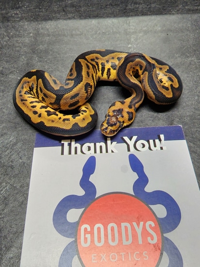 Leopard Trick Clown Pos Red Gene Ball Python by Goodys Exotics