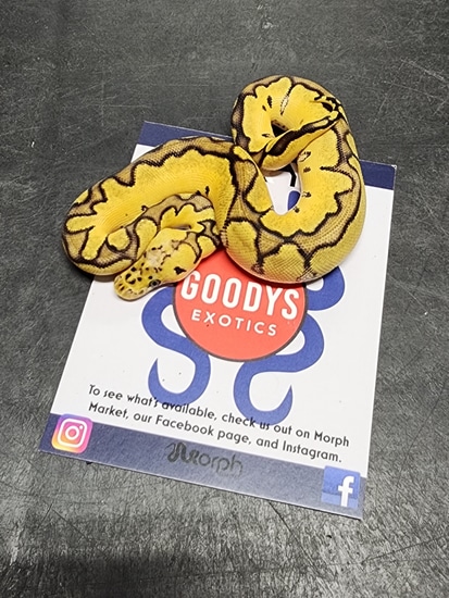 Pastel Enchi Clown Ball Python by Goodys Exotics
