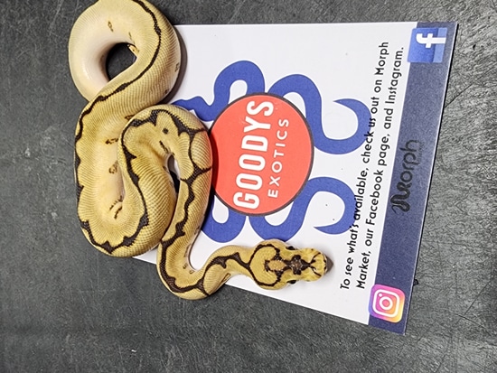 Enchi Spider Clown Pos Fire 66% Het Hypo Ball Python by Goodys Exotics