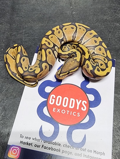 Hypo Ball Python by Goodys Exotics