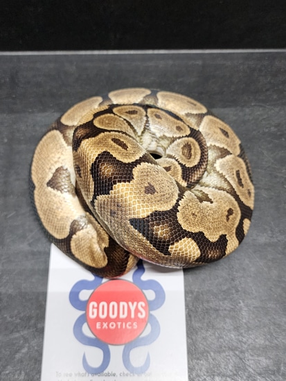 Black Pastel Enchi Het Hypo Ball Python by Goodys Exotics