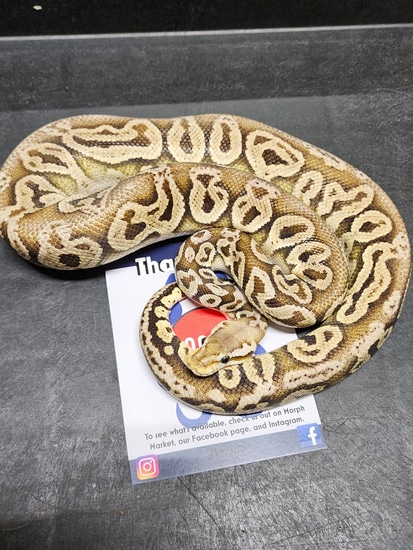 Black Pewter Het Clown Het Hypo Ball Python by Goodys Exotics