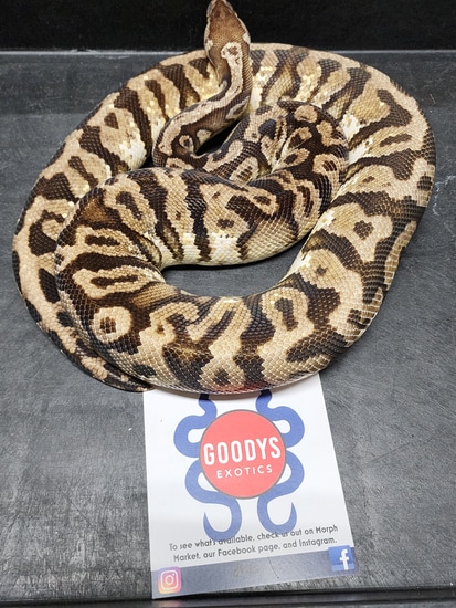 Inferno Het Hypo Ball Python by Goodys Exotics