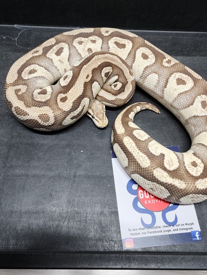 Lemon Pastave Vanilla Ball Python by Goodys Exotics