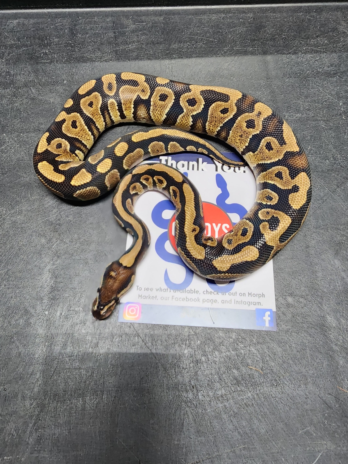 Yellow Belly Het Desert Ghost Ball Python by Goodys Exotics - MorphMarket