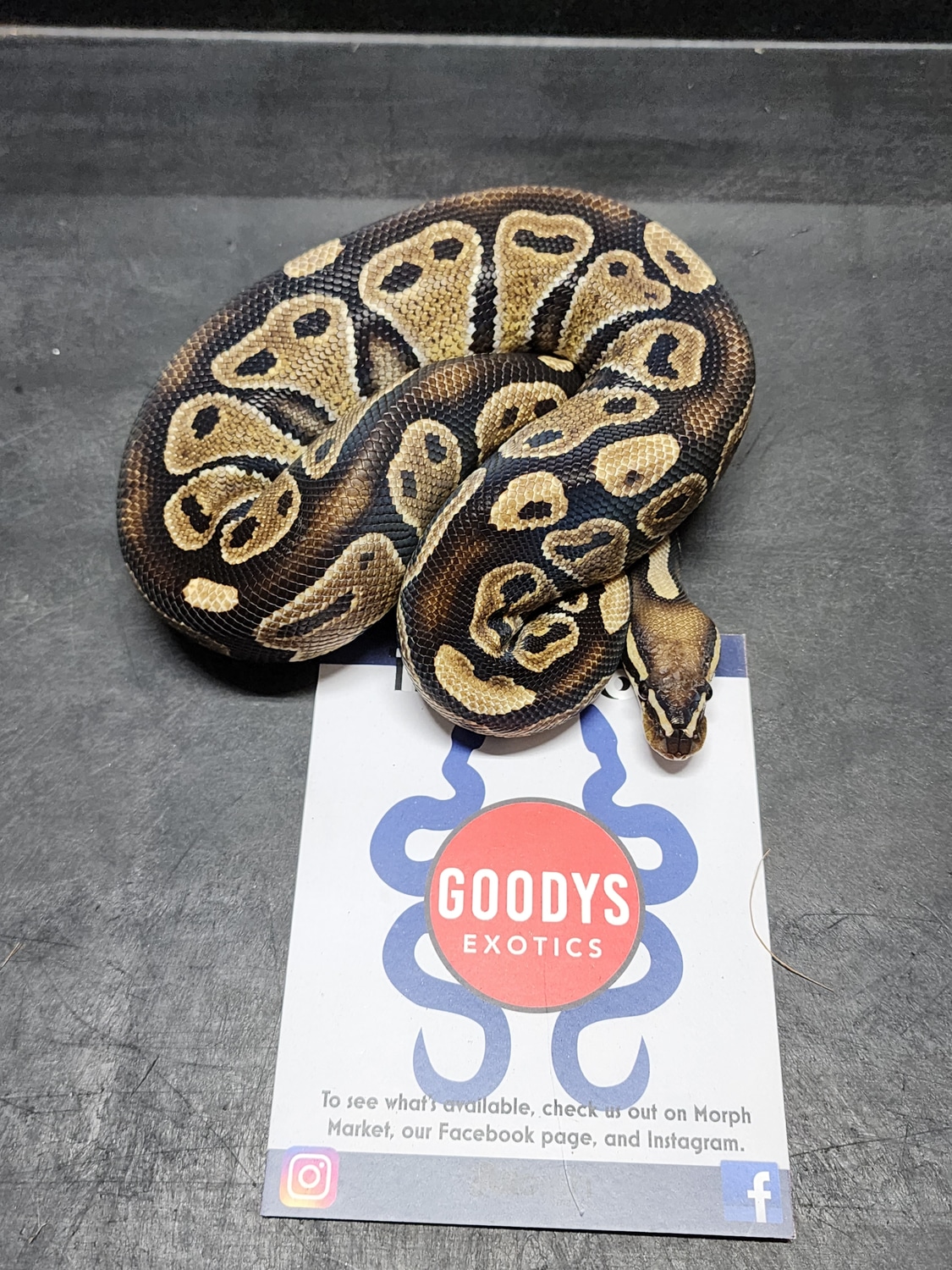 Gaia Red Gene 50% Het Hypo Ball Python by Goodys Exotics - MorphMarket