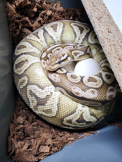 Black Pewter 100% DH Hypo Clown FREE SHIPPING Ball Python by Goodys Exotics