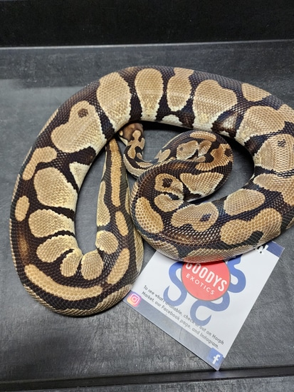 Orange Dream Het Hypo Ball Python by Goodys Exotics