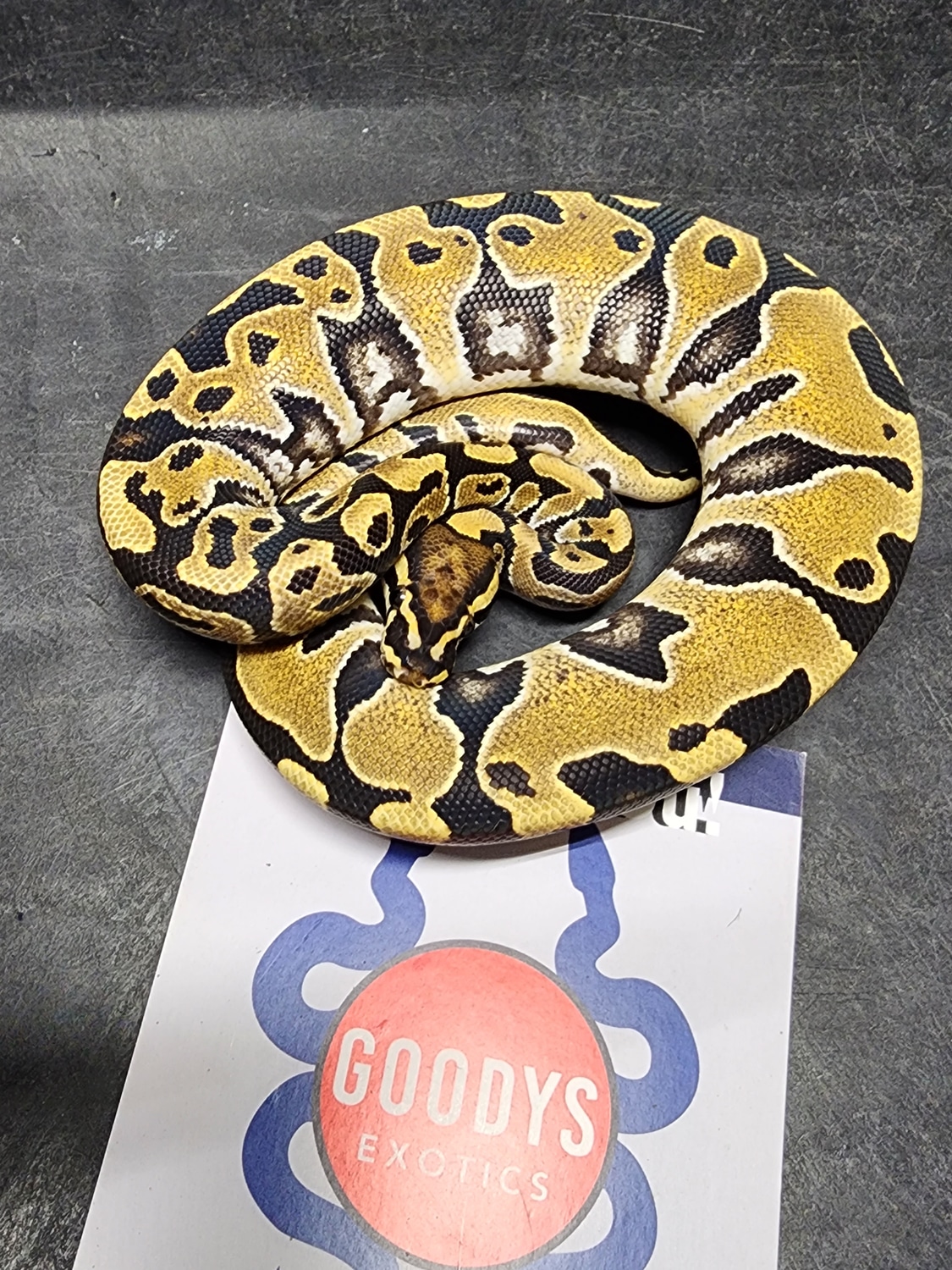 Jungle Woma Lace Prob White Lace Ball Python by Goodys Exotics ...