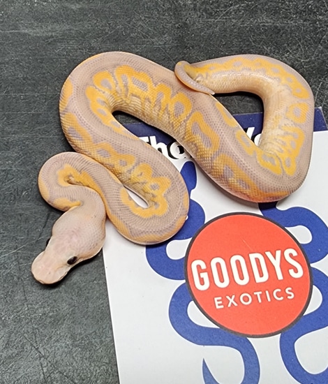 Banana Cinnamon Blade Clown Ball Python by Goodys Exotics