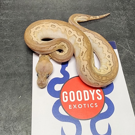 Lesser Cinnamon Leopard Clown Poss Blade Ball Python by Goodys Exotics