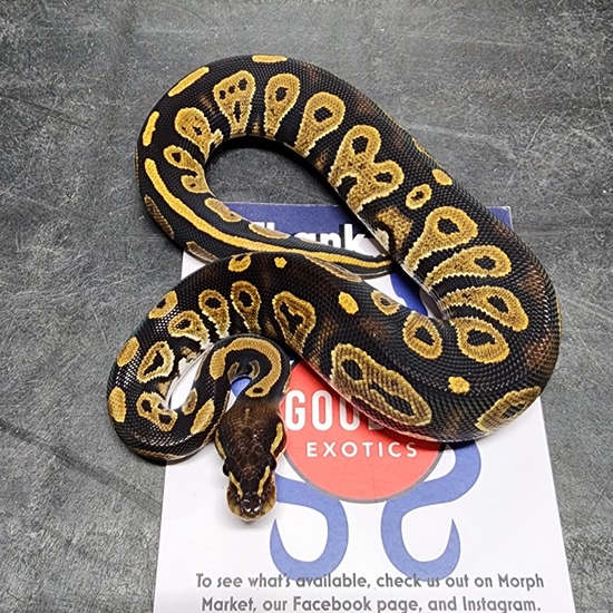 Blackhead Red Gene Het Clown Het Hypo Ball Python by Goodys Exotics