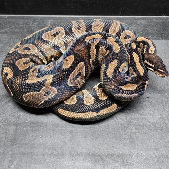 Blackhead Dinker Ball Python by Goodys Exotics