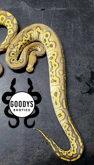 Blackhead Red Gene Hypo Clown Ball Python by Goodys Exotics