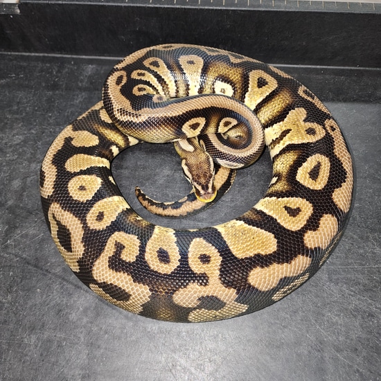 Pastel Yellow Belly Ball Python by Goodys Exotics
