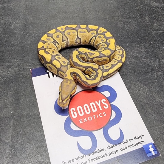 Disco Hypo Het Clown Ball Python by Goodys Exotics