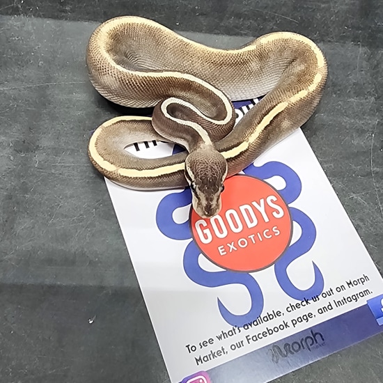 Pastave GHi Blackhead Het Hypo Poss Rg Rng Ball Python by Goodys Exotics