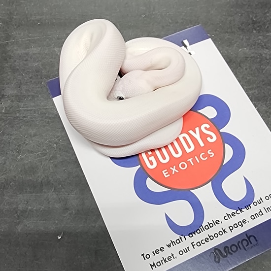 Blue Eye Lucy Het Hypo Poss Blackhead Ball Python by Goodys Exotics