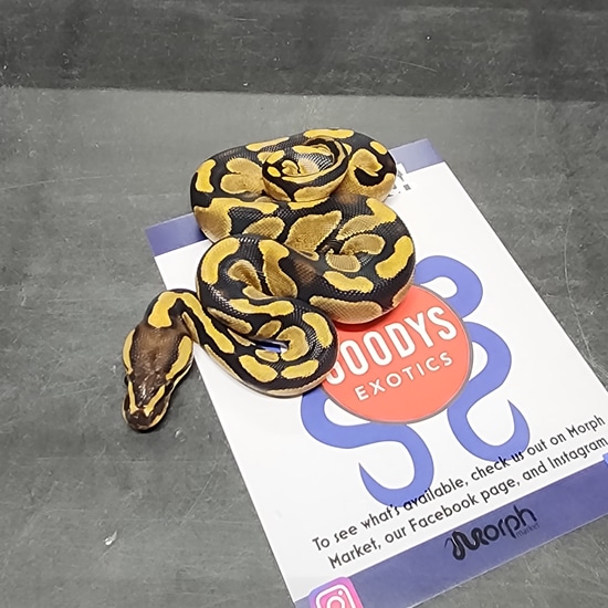 Chocolate Enchi Het Clown Poss Het Hypo Ball Python by Goodys Exotics