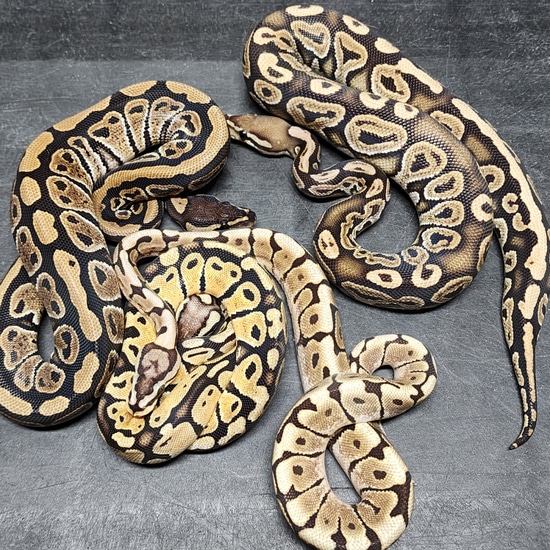 1.3 Black Pewter Fire Spider Hypo Clown Project Ball Python by Goodys Exotics
