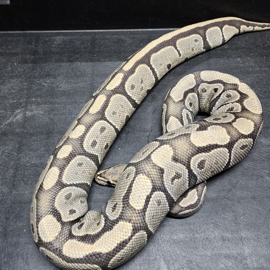 Hypo Ball Python by Goodys Exotics