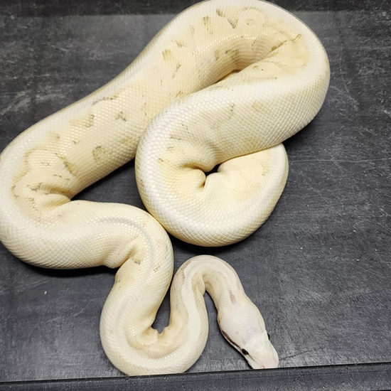2019 Femlae Lemon Citrus Scream Ball Python by Goodys Exotics
