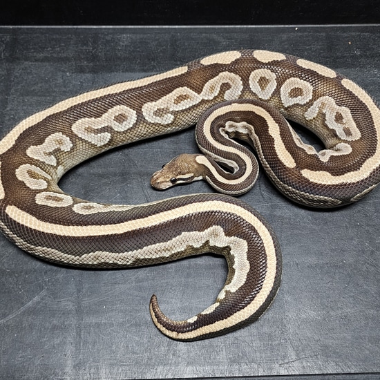 Black Magic Het Hypo Poss Het Pied Ball Python by Goodys Exotics