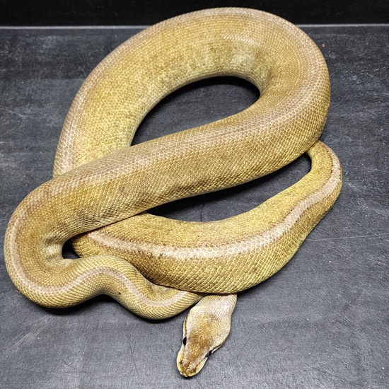 Super Pastel Cinnamon Ghi Pinstripe Poss Calico Ball Python by Goodys ...