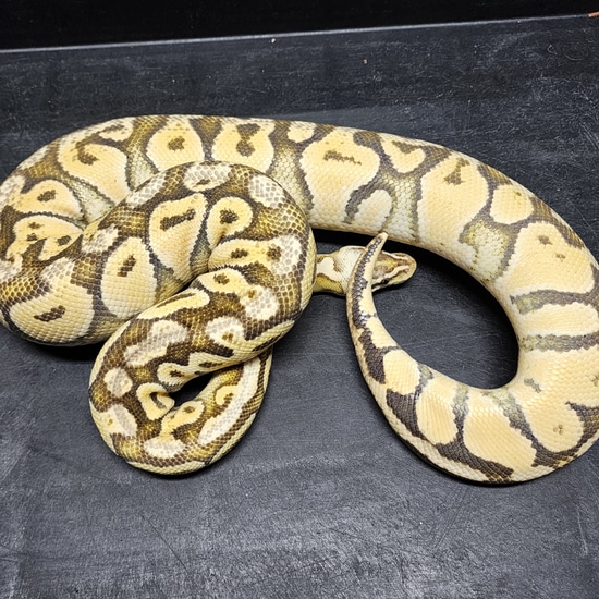 Super Fly/vanilla 66% Poss Het Clown Ball Python by Goodys Exotics