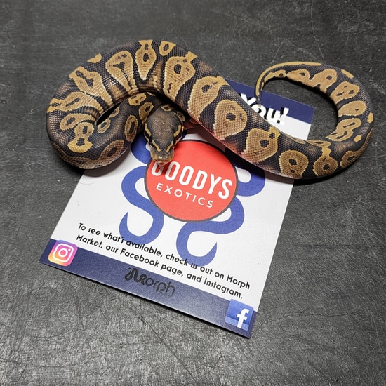Blackhead Hypo Poss Red Gene Ball Python by Goodys Exotics