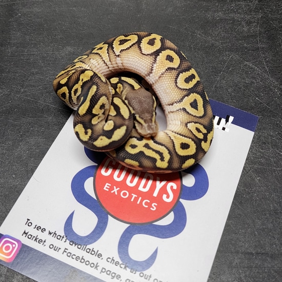 Pastave Het Hypo Ball Python by Goodys Exotics