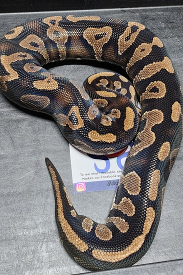 Blackhead Yb + Ball Python by Goodys Exotics