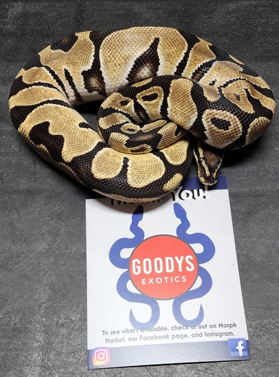 Orange Dream Het Hypo Poss Het Pied Ball Python by Goodys Exotics