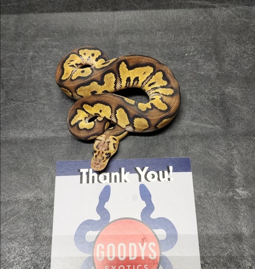 Make Super Chocolate Clown / Dark Knights 1.2 Ball Python by Goodys Exotics