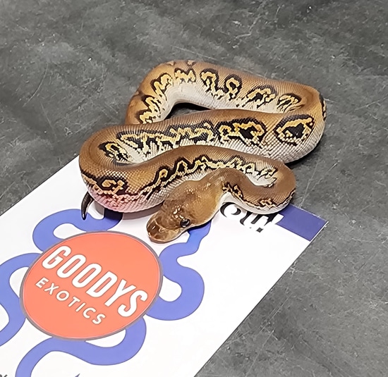Super Blackhead Super Red Gene Clown 66% Het Hypo Ball Python by Goodys ...