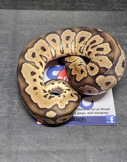 Clown Poss Yb/gravel Ball Python by Goodys Exotics