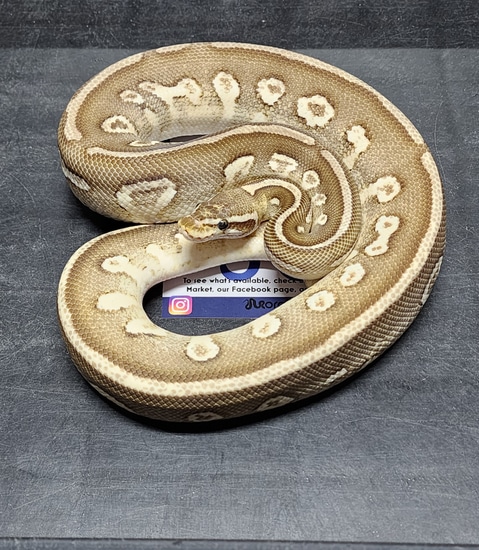 Firefly Mojave Trick/Hurricane Red Gene Ringer Gene Ball Python by ...