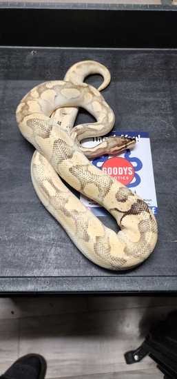 Pastel Enchi Lesser Yb Het Hypo Ph Clown Ball Python by Goodys Exotics
